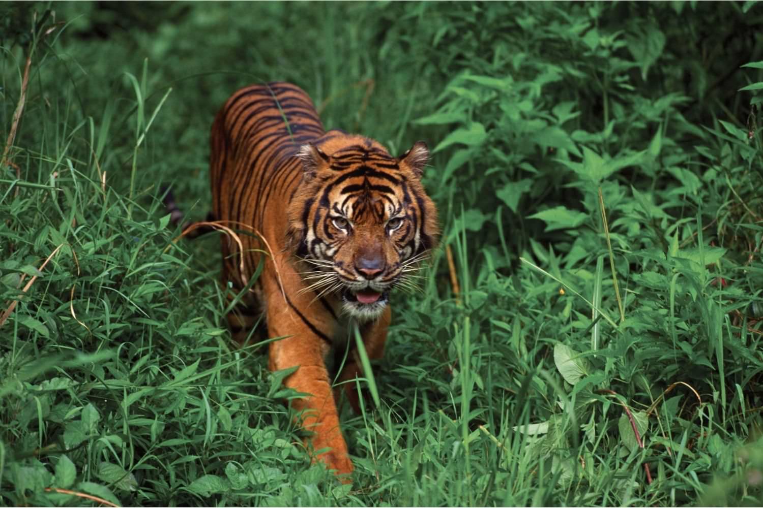 Wildlife Tiger Tour Travel Holiday Vacation Packages India, Wildlife ...